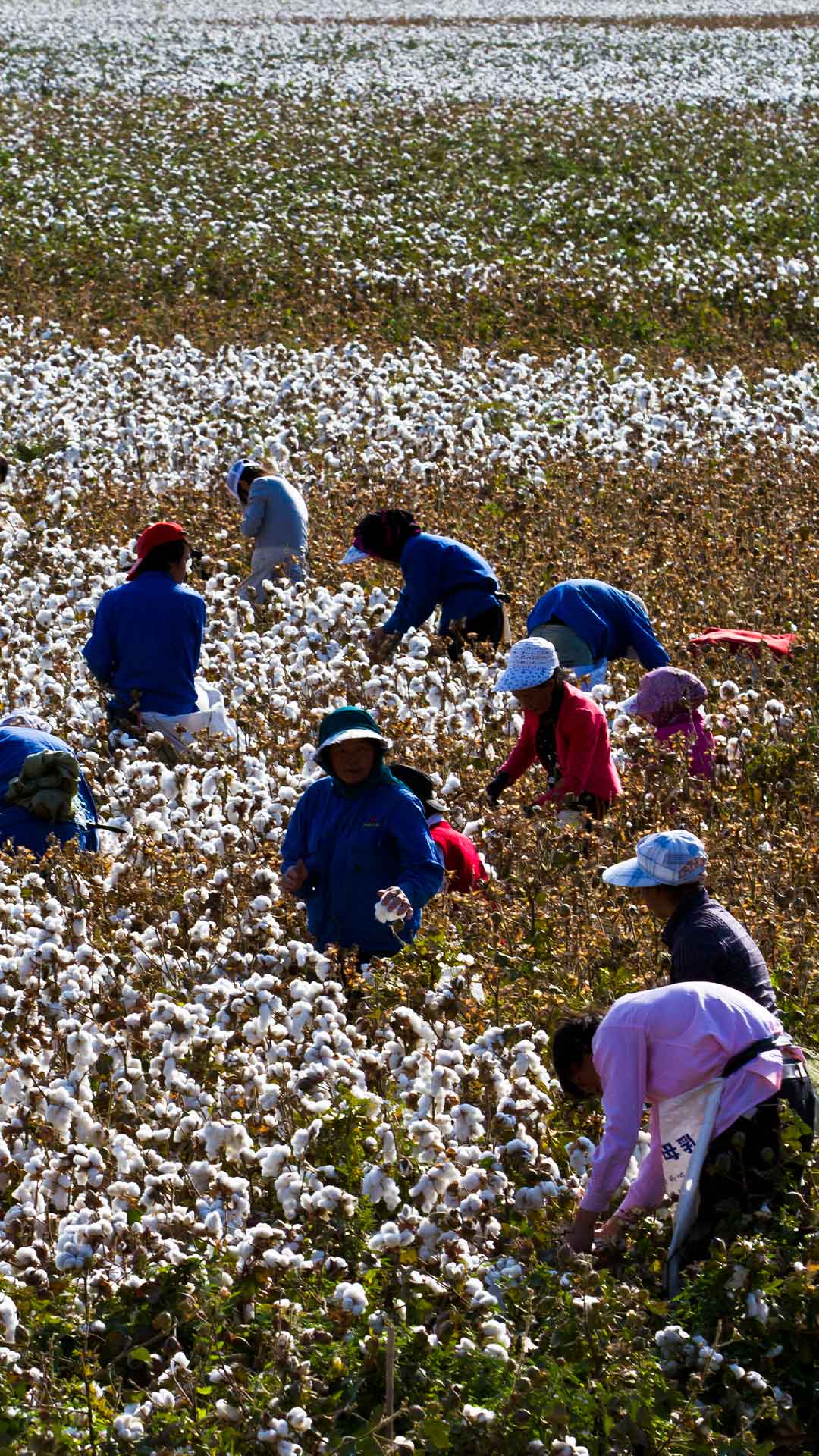 The fight for Xinjiang : The history and geography of China's ...