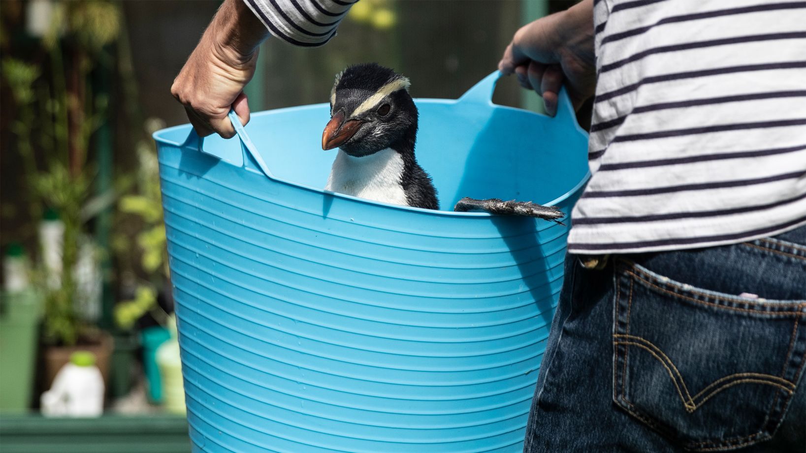 This Is How It Ends: Animal Rescue