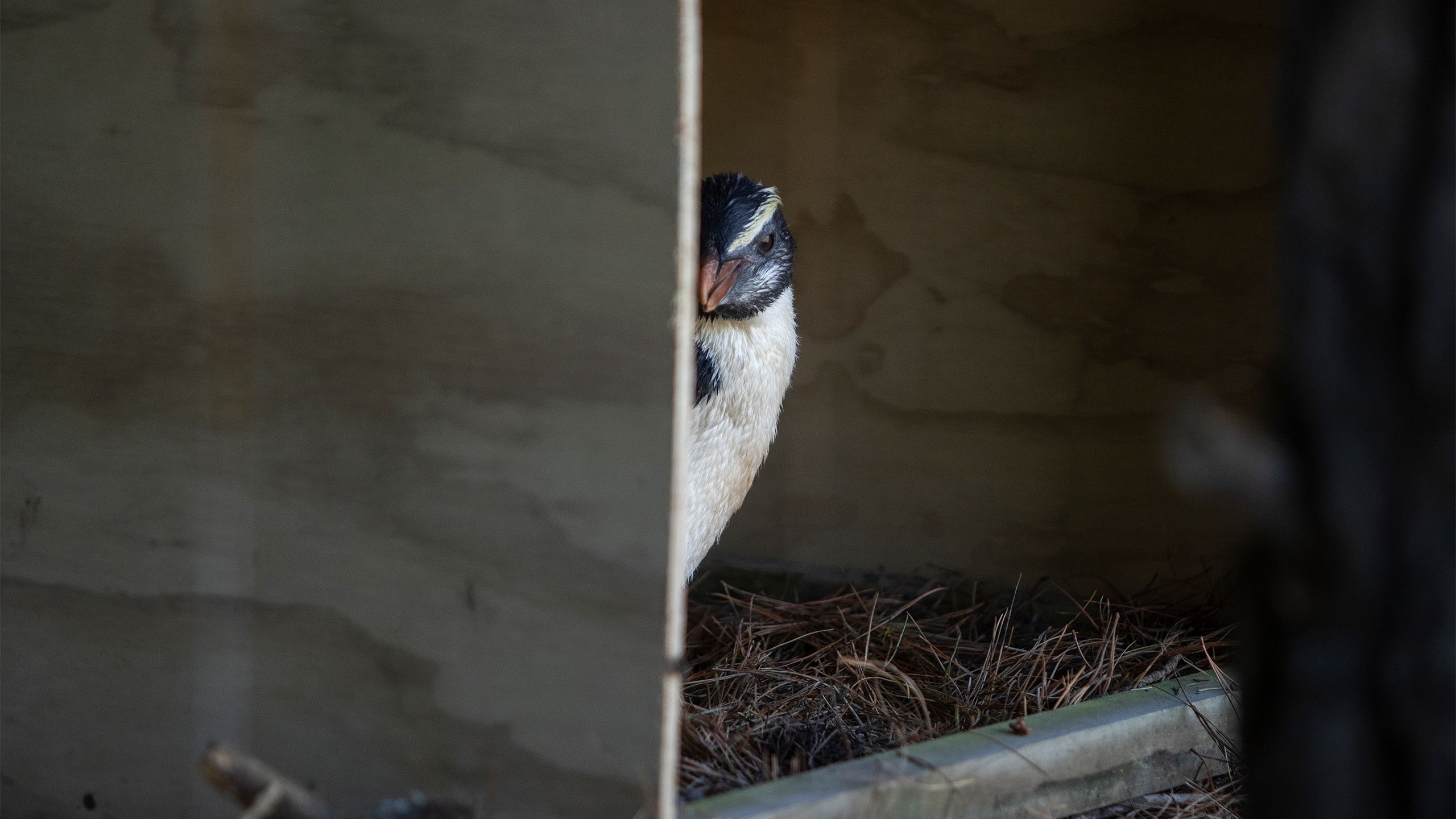 This Is How It Ends: Animal Rescue