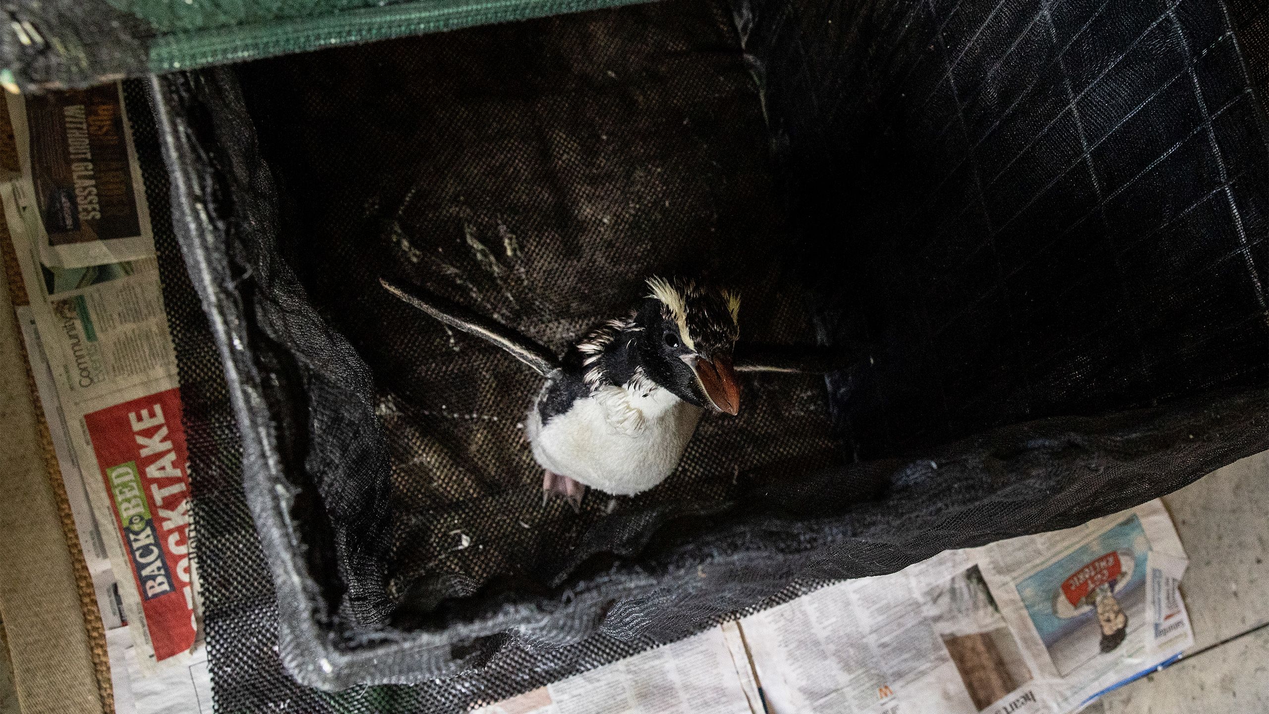 This Is How It Ends: Animal Rescue