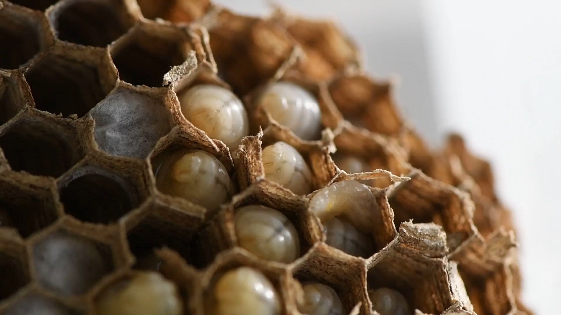 Wasp Wipeout: Help us make them buzz off for good