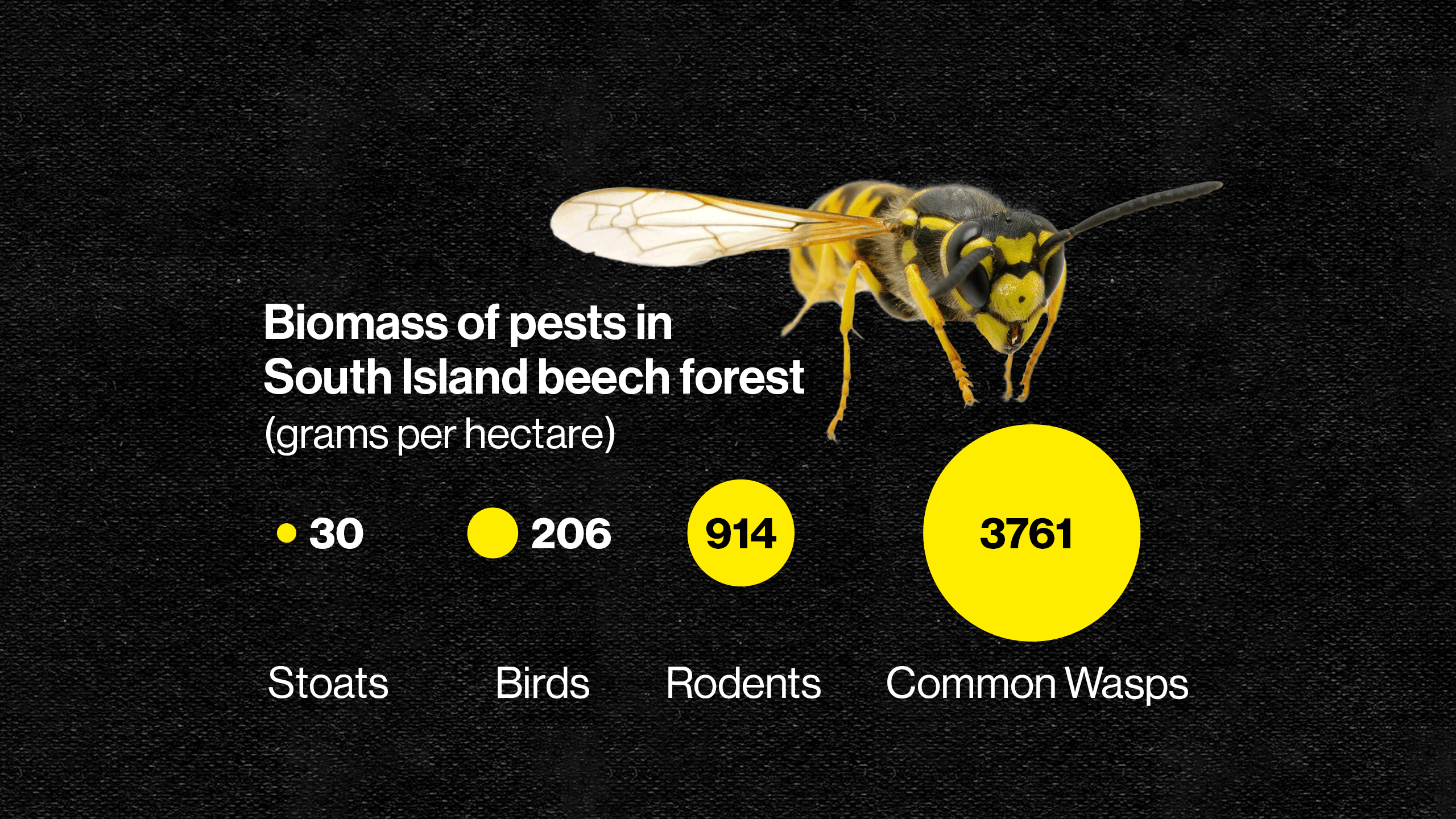 Wasp Wipeout: Help us make them buzz off for good