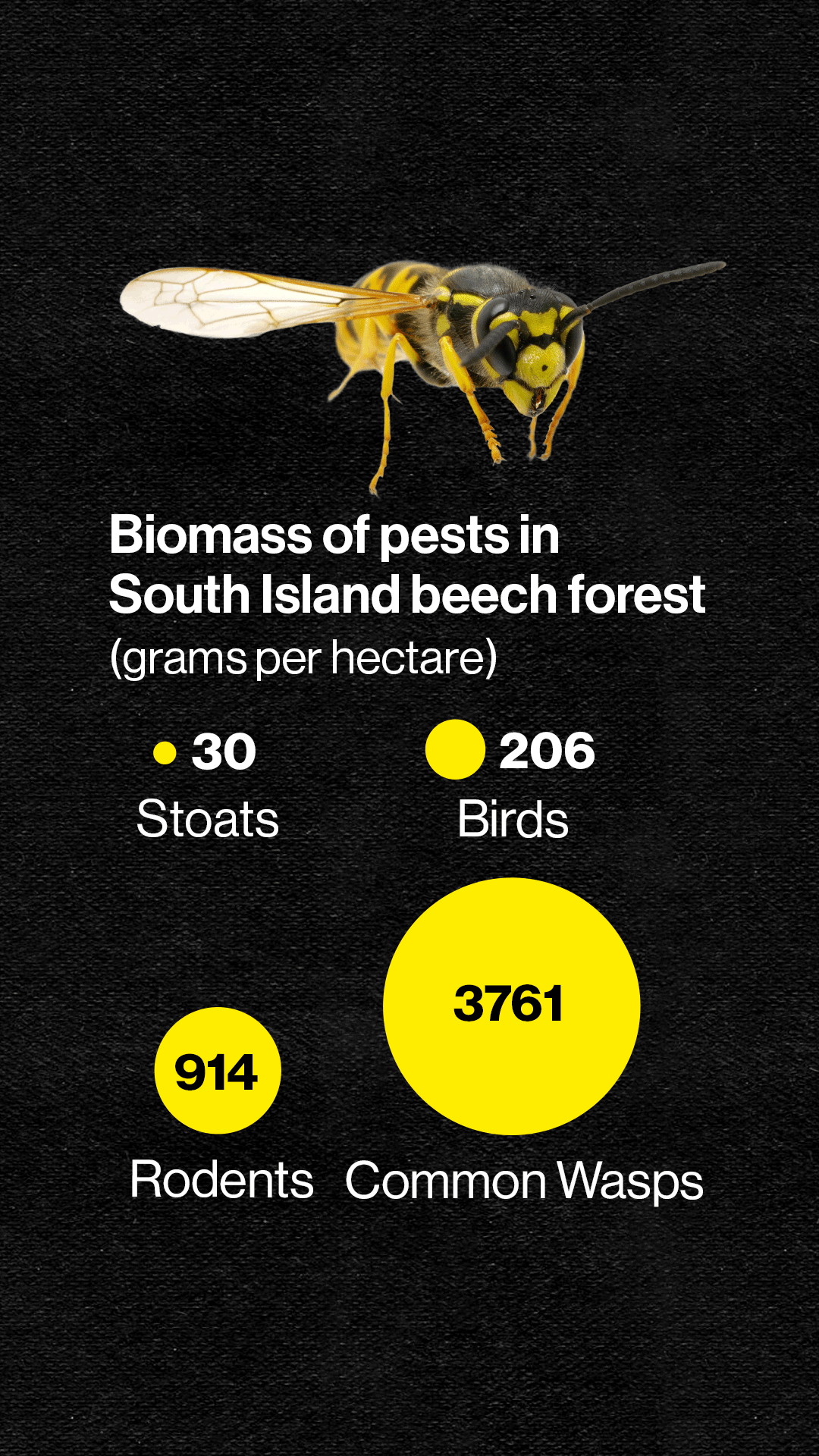 Wasp Wipeout: Help us make them buzz off for good