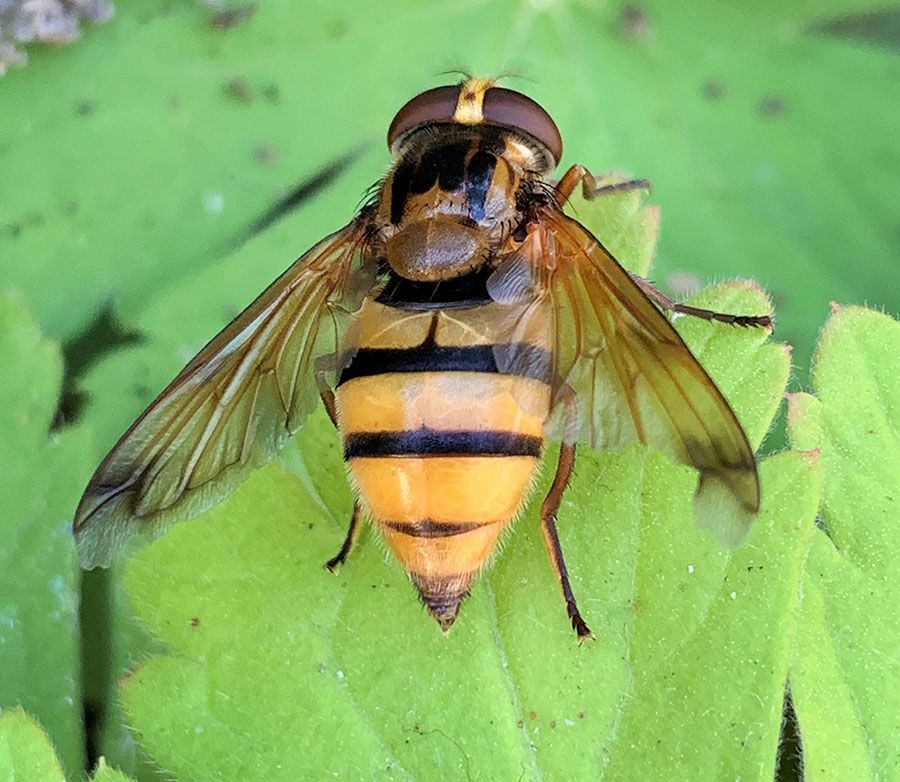 Wasp Wipeout: Help us make them buzz off for good