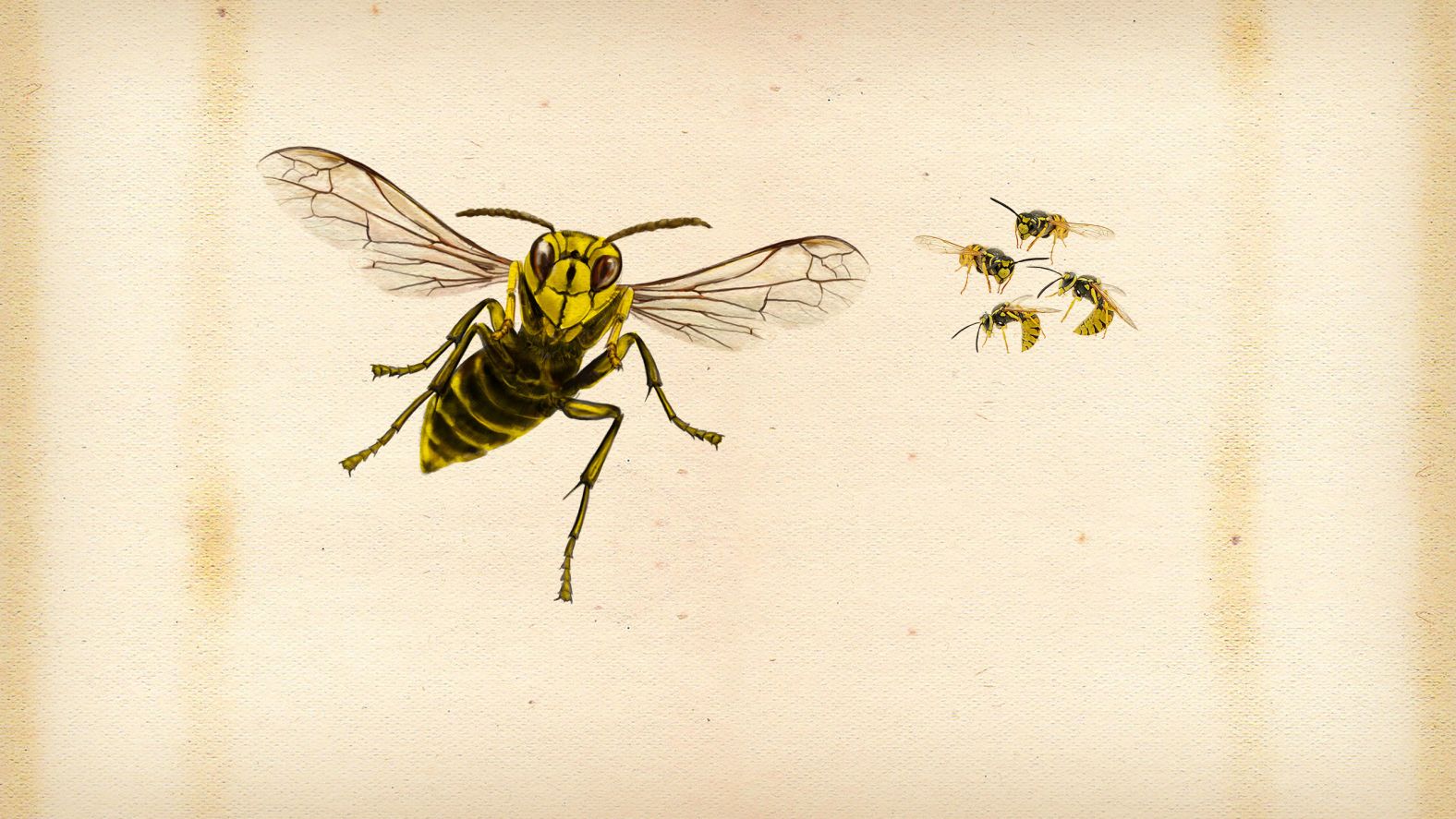 Wasp Wipeout: Help us make them buzz off for good