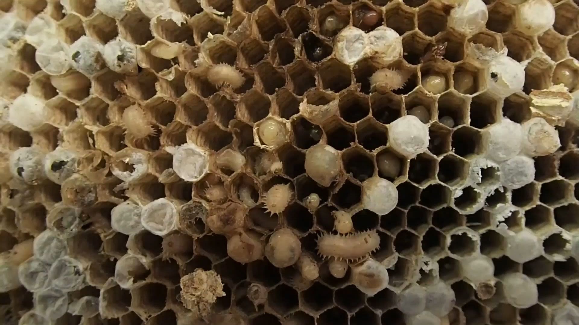 Wasp Wipeout: Help us make them buzz off for good