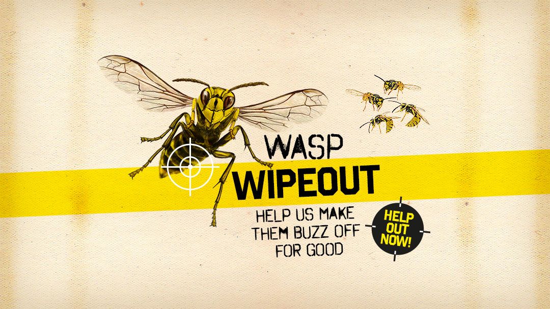 Wasp Wipeout: Help us make them buzz off for good