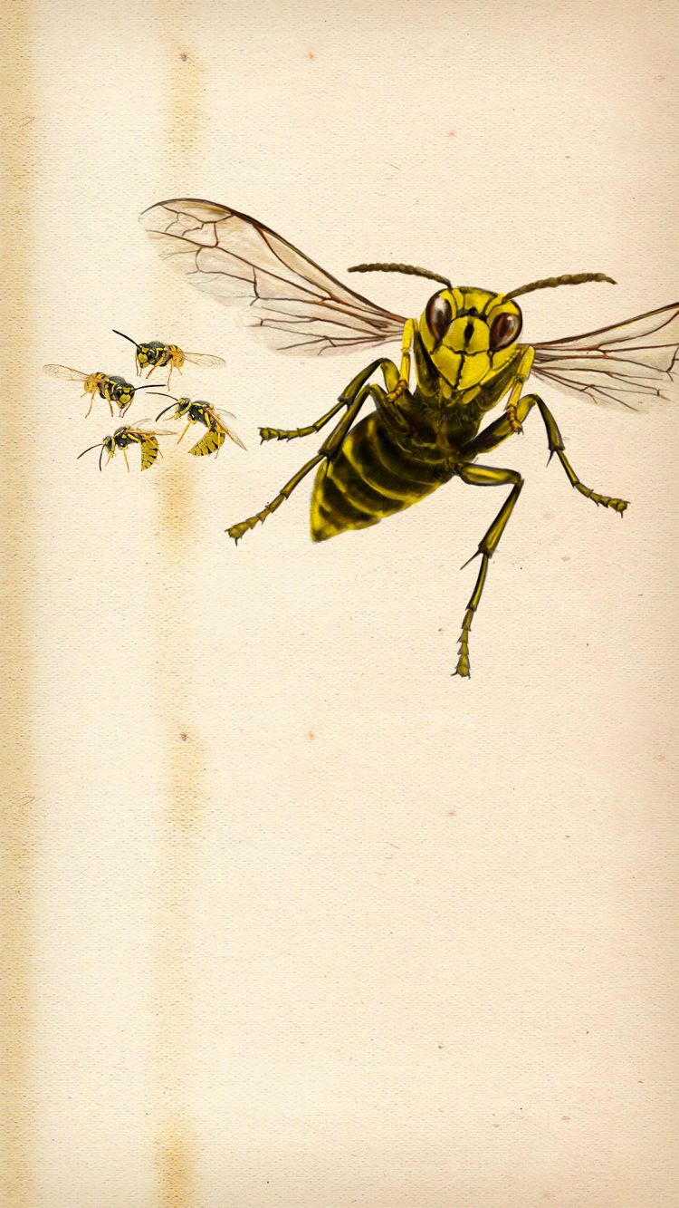 Wasp Wipeout: Help us make them buzz off for good